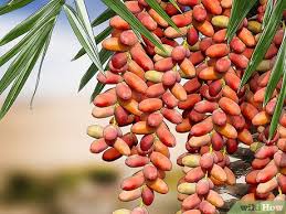 Date fruit dataset | ICTforAg Co-Lab